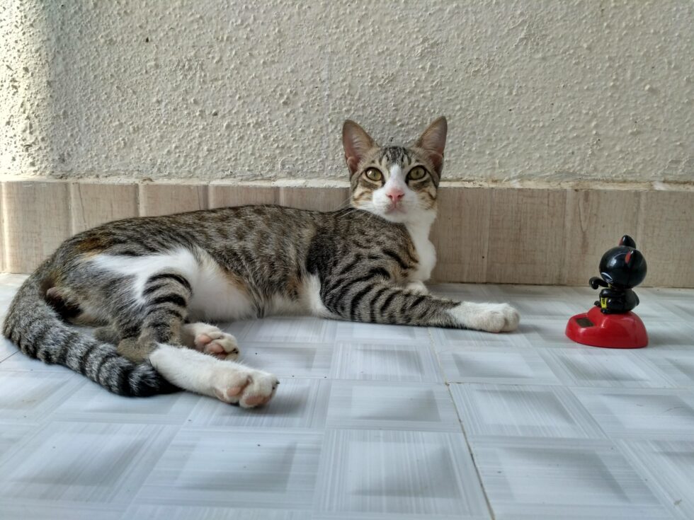 Male Cats Characteristics: 15 Interesting Facts About Male Cats | Top ...