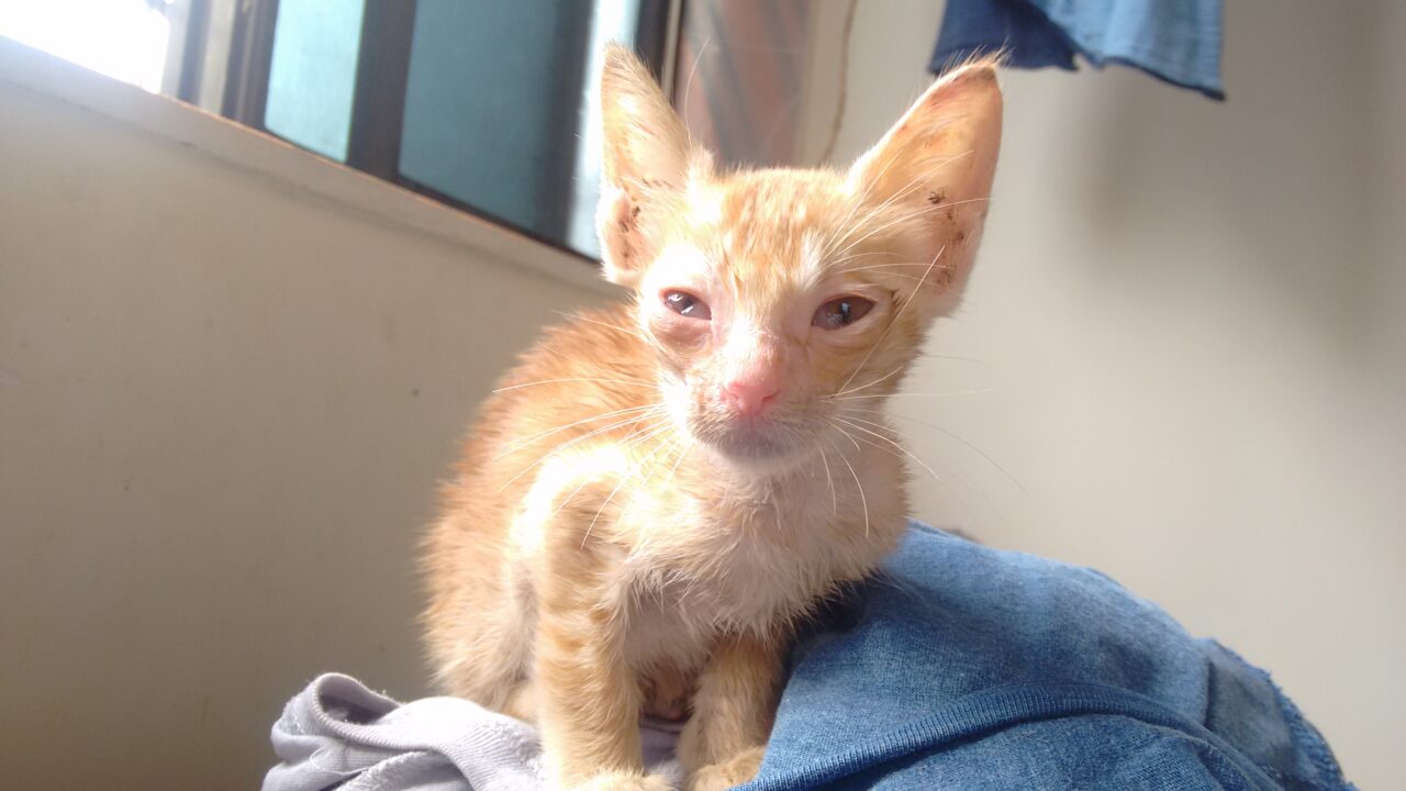 How to Identify If a Cat is Sick? 10 Warning Signs | Top Cat Guide