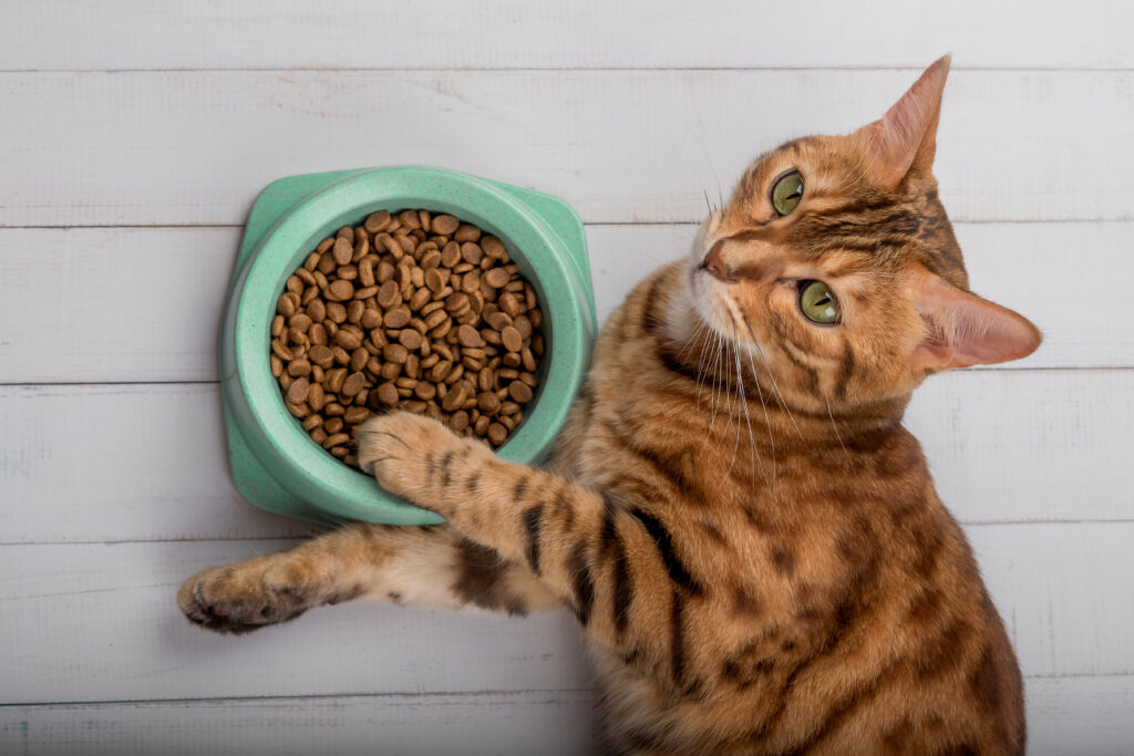 What, How Much, and How Often to Feed Cats | Top Cat Guide